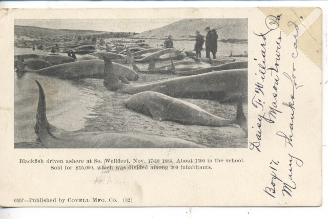 South Wellfleet, Massachusetts | history of the South Wellfleet area